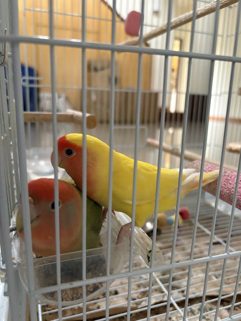 Small Bird Cage - White, Pet Supplies, Homes & Other Pet Accessories on ...