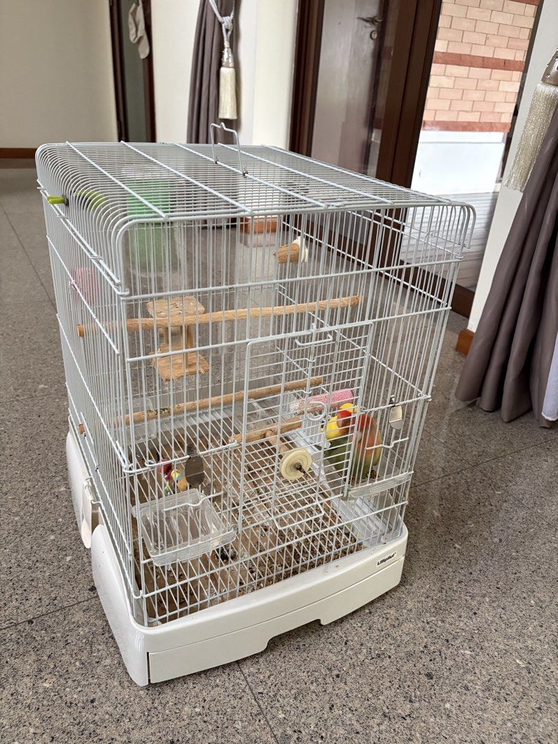 Small Bird Cage - White, Pet Supplies, Homes & Other Pet Accessories on ...