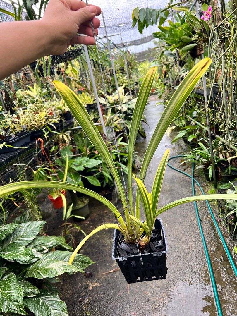 Variegated Cymbidium finlaysonianum, Furniture & Home Living, Gardening ...