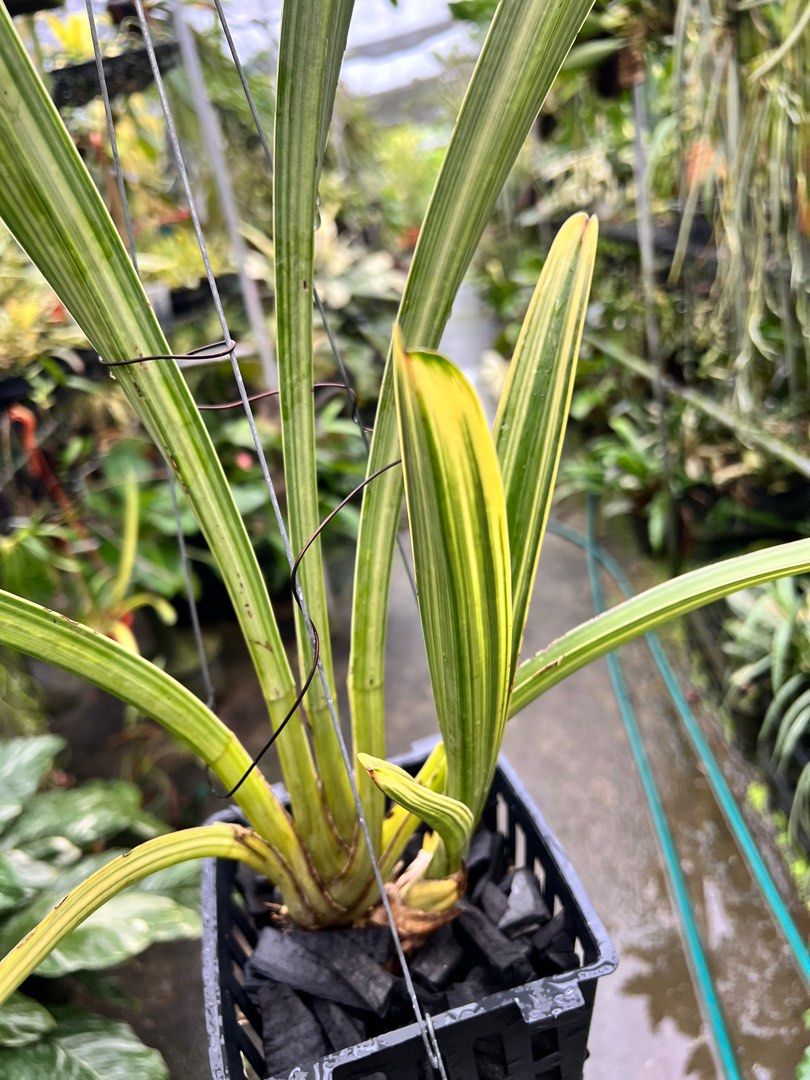 Variegated Cymbidium finlaysonianum, Furniture & Home Living, Gardening ...