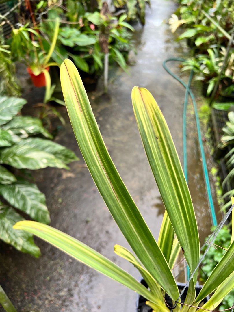 Variegated Cymbidium finlaysonianum, Furniture & Home Living, Gardening ...