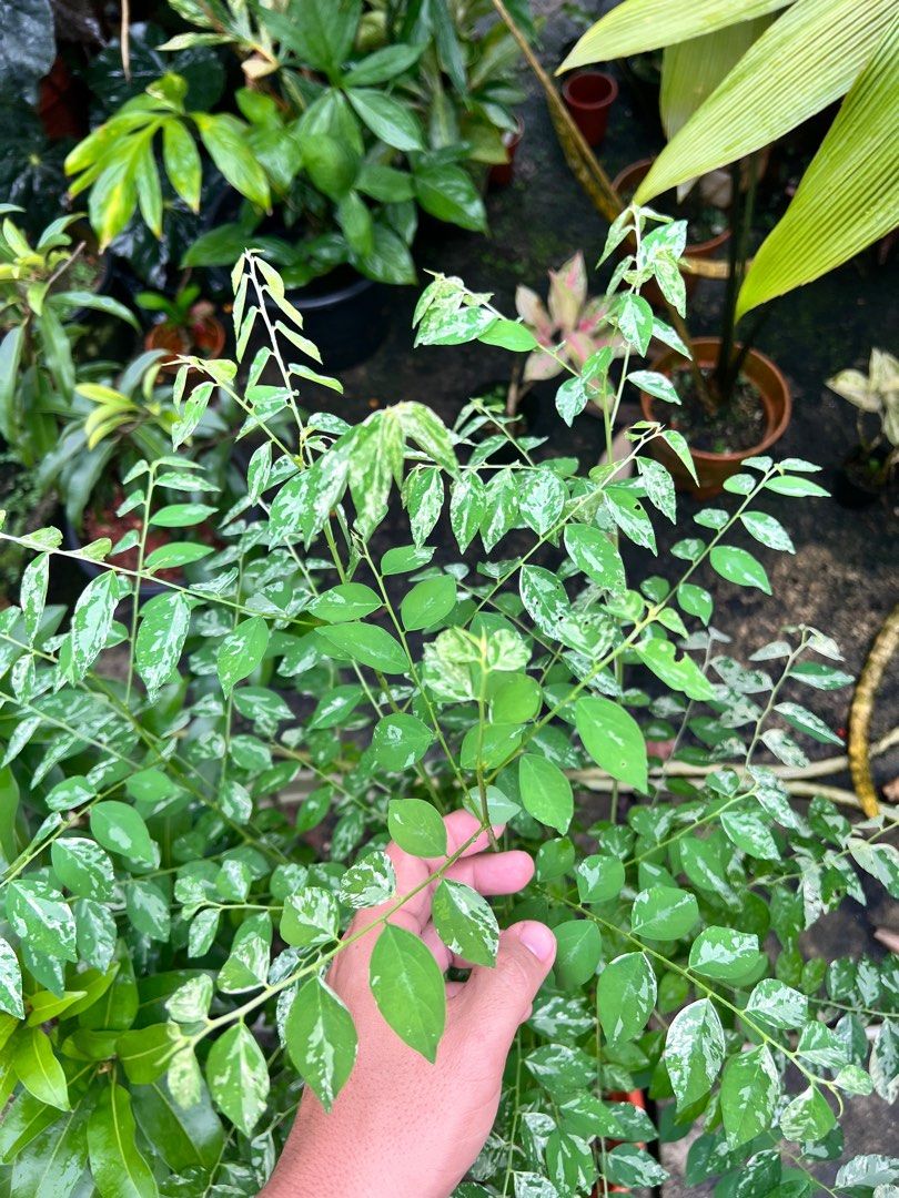 Variegated sayur manis, Furniture & Home Living, Gardening, Plants ...