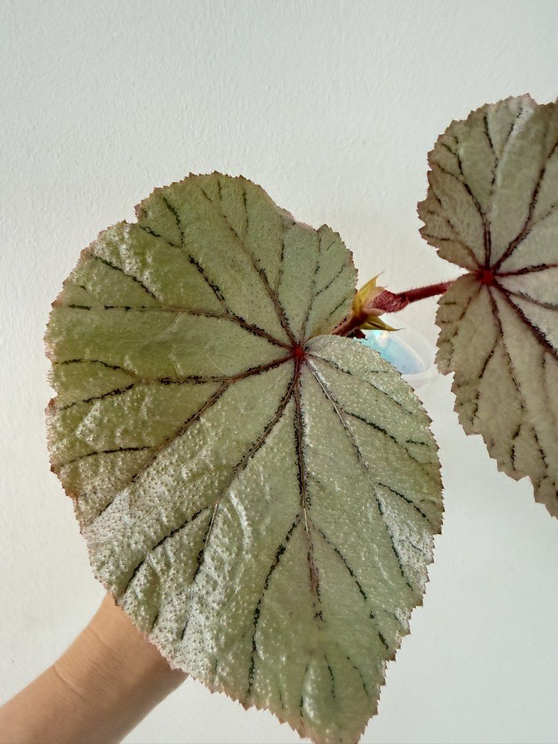 Begonia Margaritaceae, Furniture & Home Living, Gardening, Plants ...