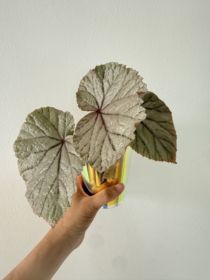 Begonia Margaritaceae, Furniture & Home Living, Gardening, Plants ...