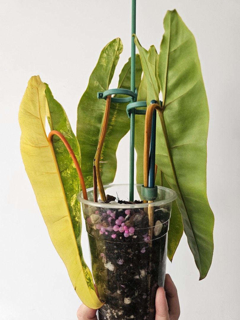 Billietiae Variegated Half Moon, Furniture & Home Living, Gardening ...