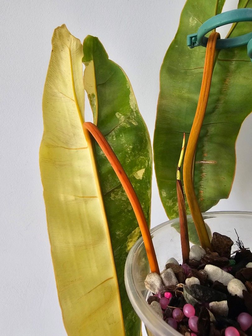 Billietiae Variegated Half Moon, Furniture & Home Living, Gardening ...