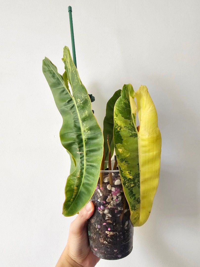 Billietiae Variegated Half Moon, Furniture & Home Living, Gardening ...