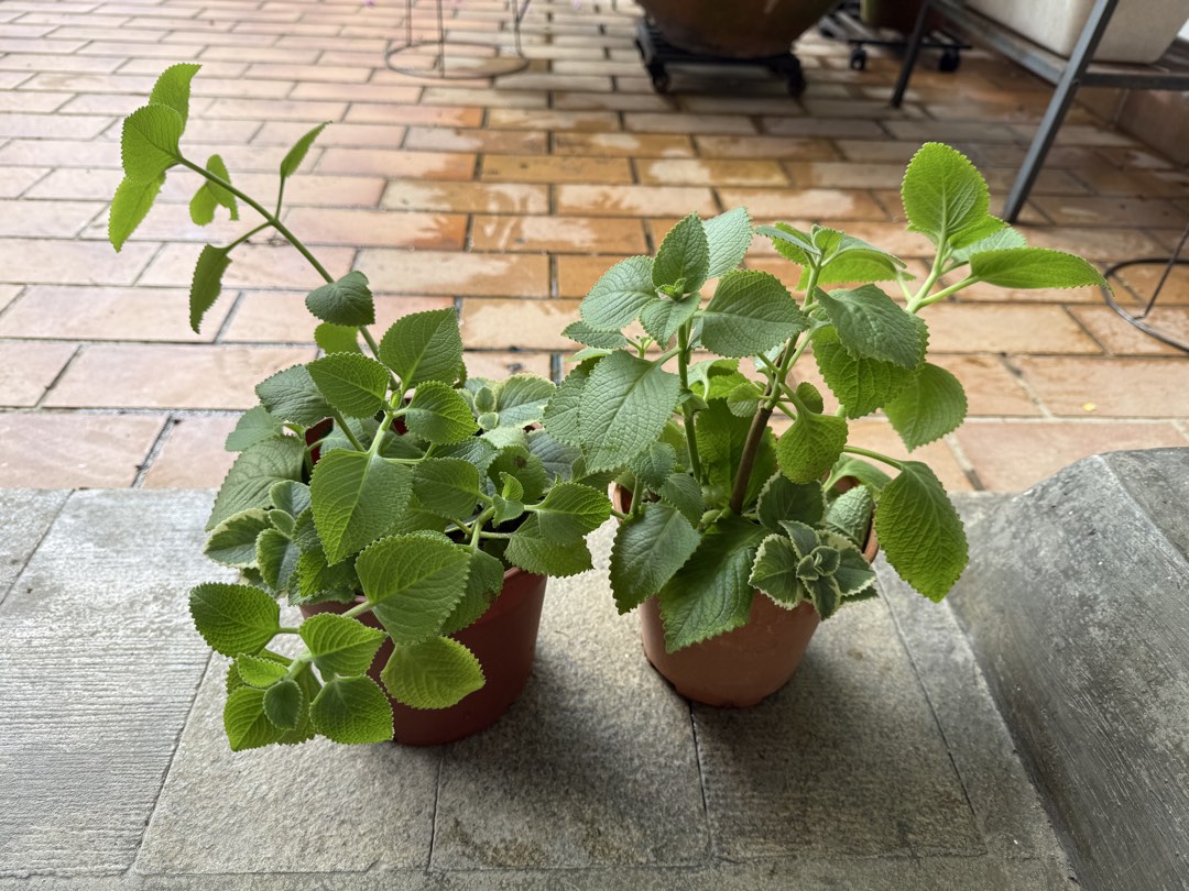 Oregano & Indian Borage, Furniture & Home Living, Gardening, Plants ...