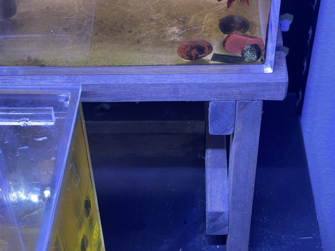 Raised platform for betta tanks, Pet Supplies, Homes & Other Pet ...