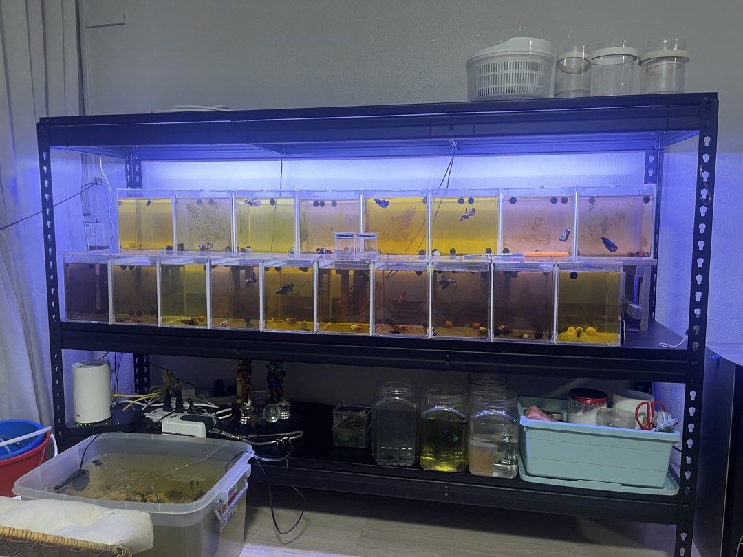 Raised platform for betta tanks, Pet Supplies, Homes & Other Pet ...