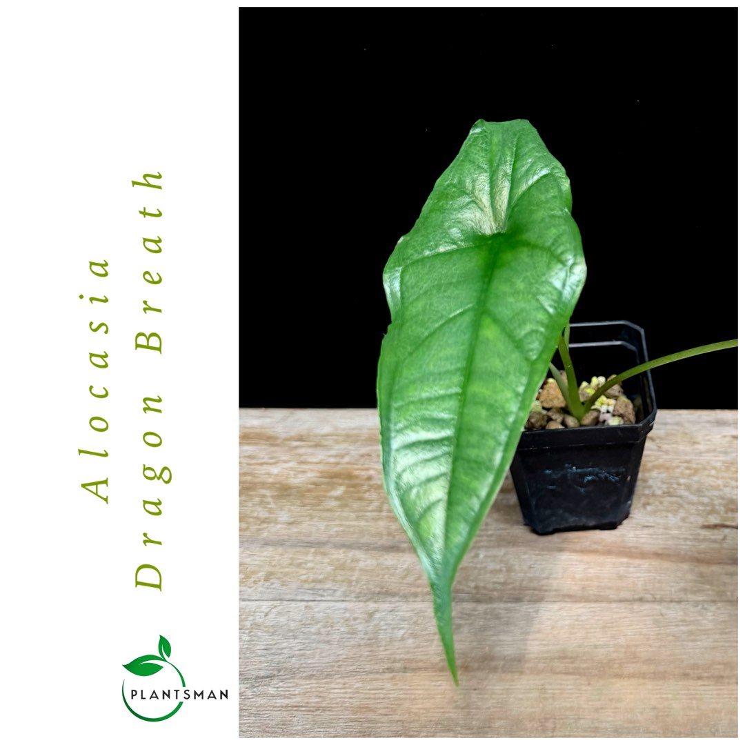 Alocasia Dragon Breath, Furniture & Home Living, Gardening, Plants ...