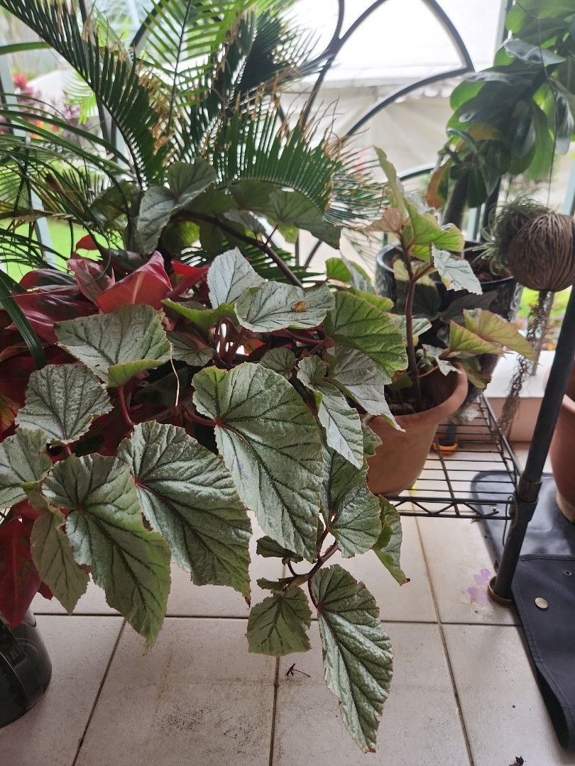 Begonia 'Don Miller', Furniture & Home Living, Gardening, Plants ...
