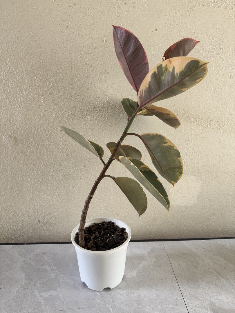 Ficus Tineke Rubber Plant, Furniture & Home Living, Gardening, Plants ...