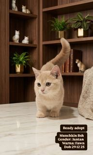 Munchkin kucing Dijual | Carousell Indonesia