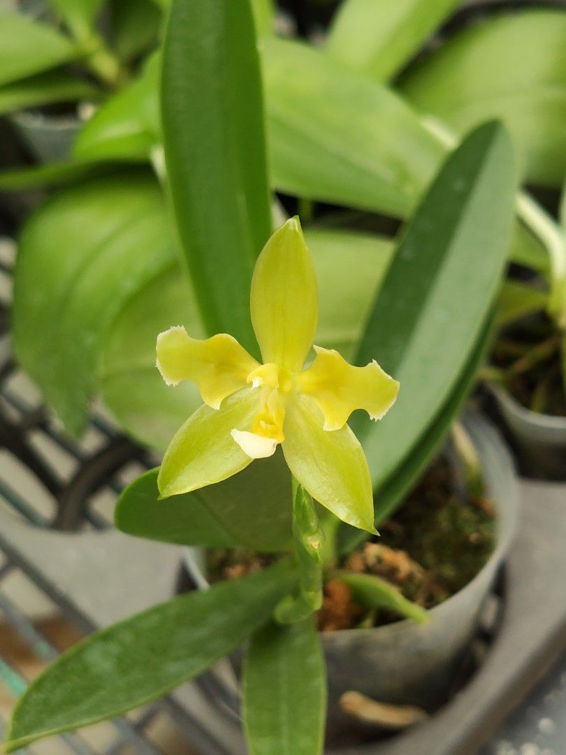 Phalaenopsis cornu-cervi flava peloric, Furniture & Home Living ...