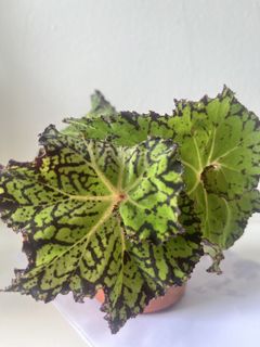 Begonia Kui, Furniture & Home Living, Gardening, Plants & Seeds on ...