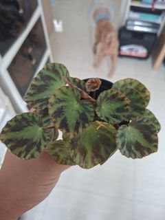 Begonia gironellae, Furniture & Home Living, Gardening, Plants & Seeds ...