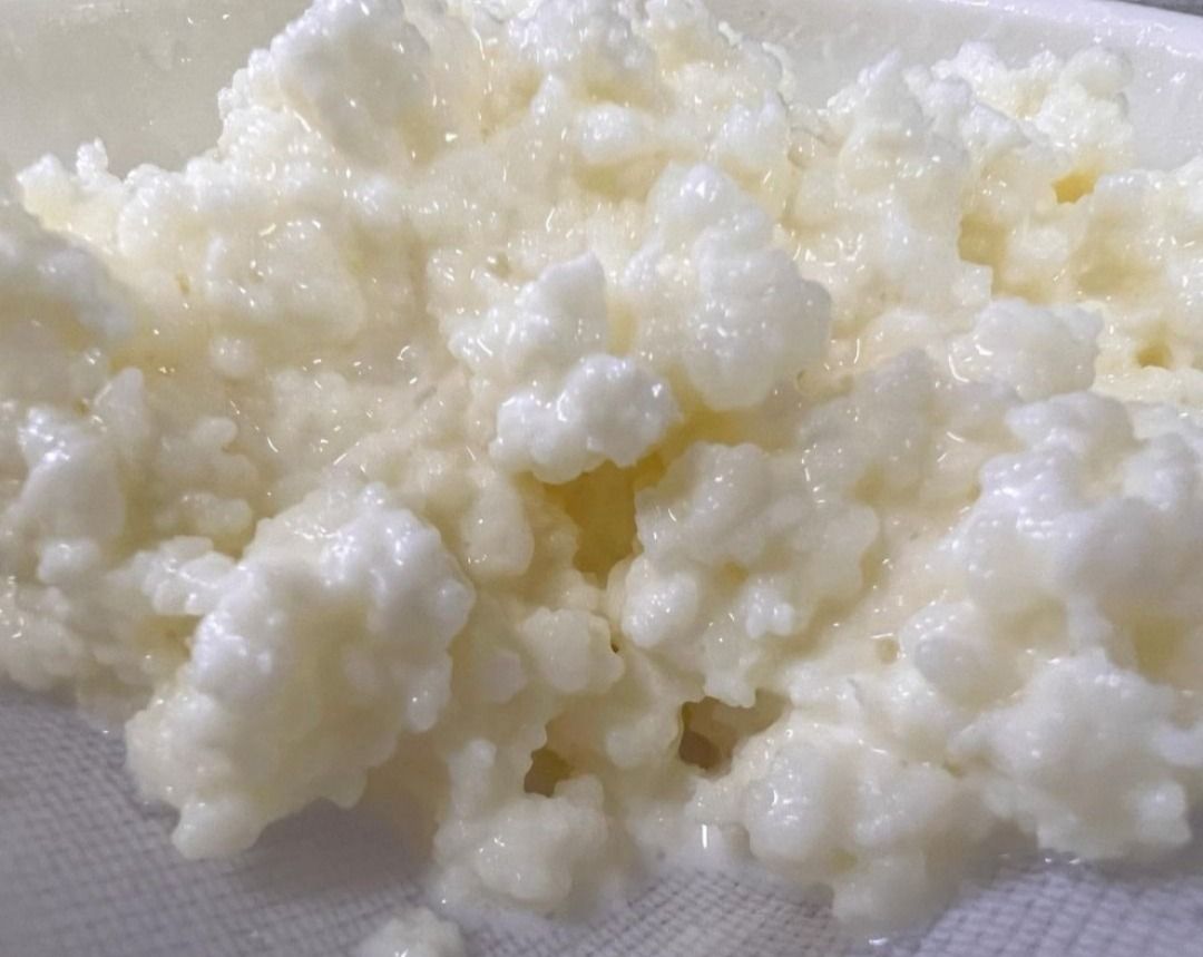 MILK KEFIR GRAINS (ACTIVE) 2tbsp + PAUSE extra , Health & Nutrition ...