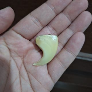 Kuku macan Dijual | Carousell Indonesia