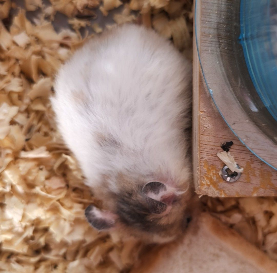 Syrian Hamster (1 month old), Pet Supplies, Homes & Other Pet ...
