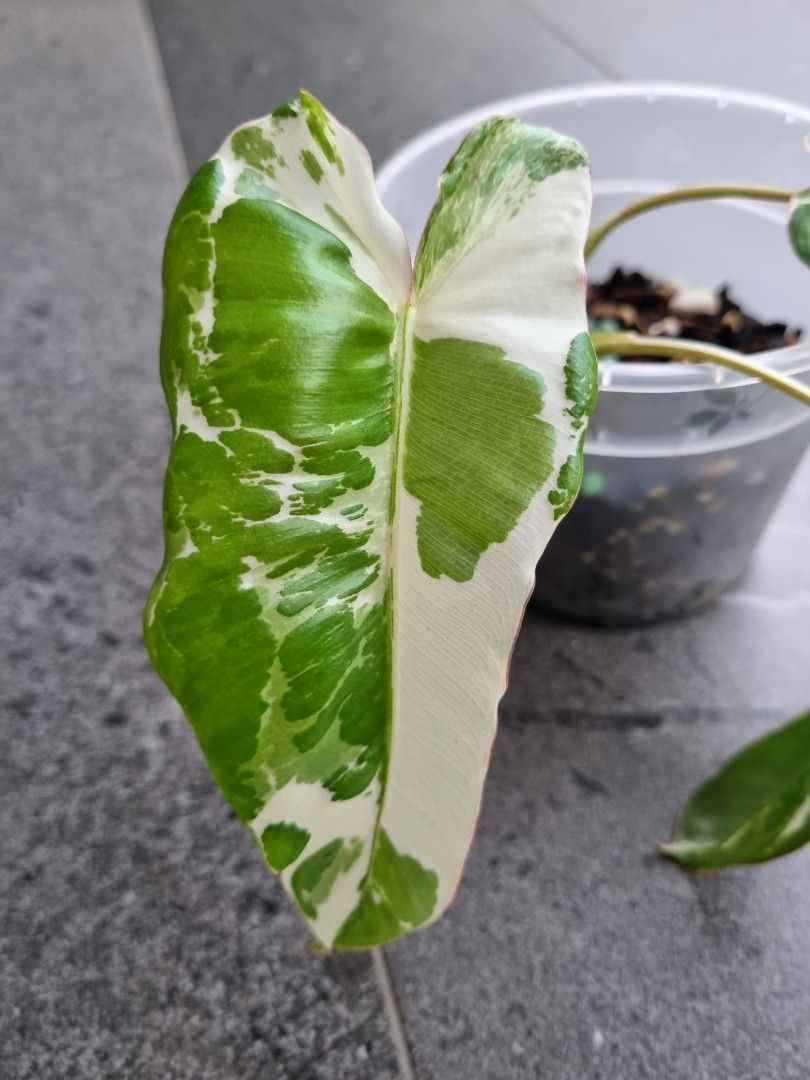 Philodendron Paraiso Verde Albo, Furniture & Home Living, Gardening ...