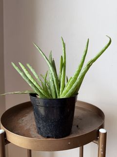 Aloe vera For Sale | Buy 100+ Aloe vera online | Carousell Philippines