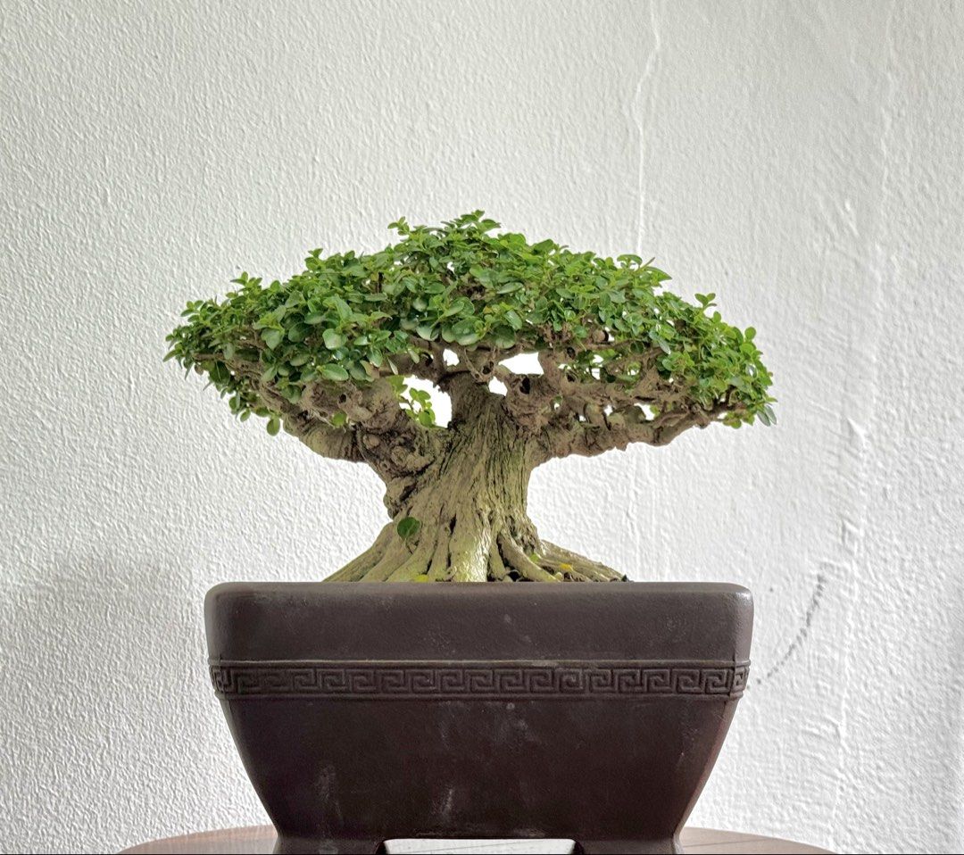 Shohin-sized Premna Bonsai, Furniture & Home Living, Gardening, Plants ...