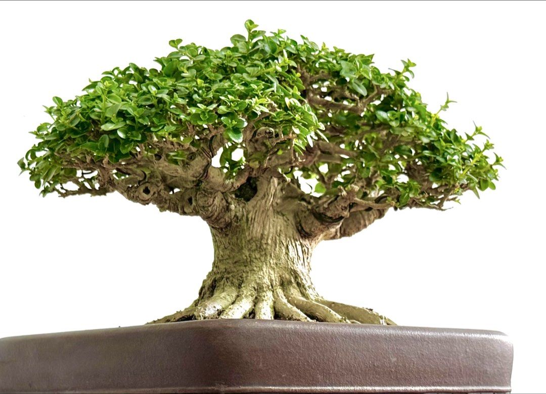 Shohin-sized Premna Bonsai, Furniture & Home Living, Gardening, Plants ...