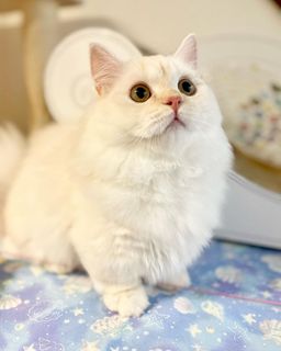 Munchkin kucing Dijual | Carousell Indonesia