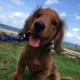 Hot Dog Sundae's items for sale on Carousell