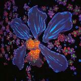 adeeda's items for sale on Carousell