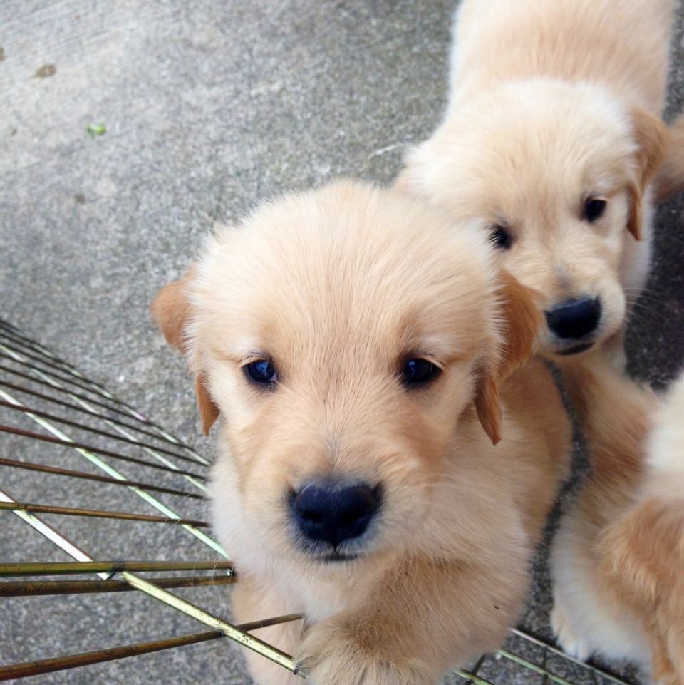 Koh Shi Qi's items for sale on Carousell