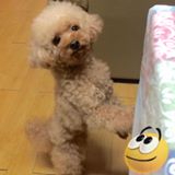 Alison Cheung 喺Carousell出售嘅商品