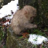 cheeps's items for sale on Carousell