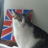 買賣全新或二手電視及其他電器