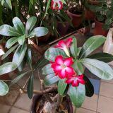 Cyan Lee's items for sale on Carousell