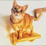 cat.lu 喺Carousell出售嘅商品