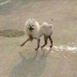 🇯🇵ON Cloudboom Max 男 跑鞋 US10, 他的時尚, 鞋類, 運動鞋、球鞋在旋轉拍賣