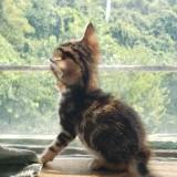 Roller shoes 出售 | 運動與體育 -溜冰鞋，旱冰鞋和滑板車 | Carousell Hong Kong