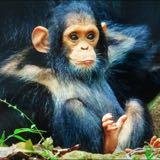 Ken Chou's items for sale on Carousell