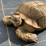 Tiancheng Xu 喺Carousell出售嘅商品