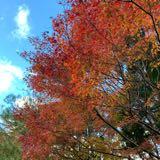 Rachel Lui 喺Carousell出售嘅商品