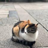 Elsie Yan 喺Carousell出售嘅商品
