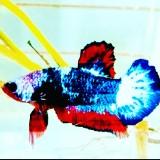 Xavier Phan's items for sale on Carousell