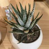 Izwan Danial's items for sale on Carousell