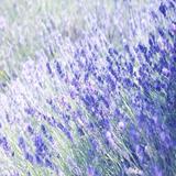 Nancy Teo's items for sale on Carousell