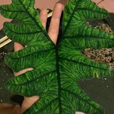 brine shrimp hatchery kit 250 ml, Health & Nutrition, Medical Supplies ...