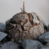 Rex Yung 喺Carousell出售嘅商品