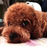 買賣全新或二手音響器材