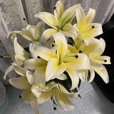 Luk Sandy 喺Carousell出售嘅商品